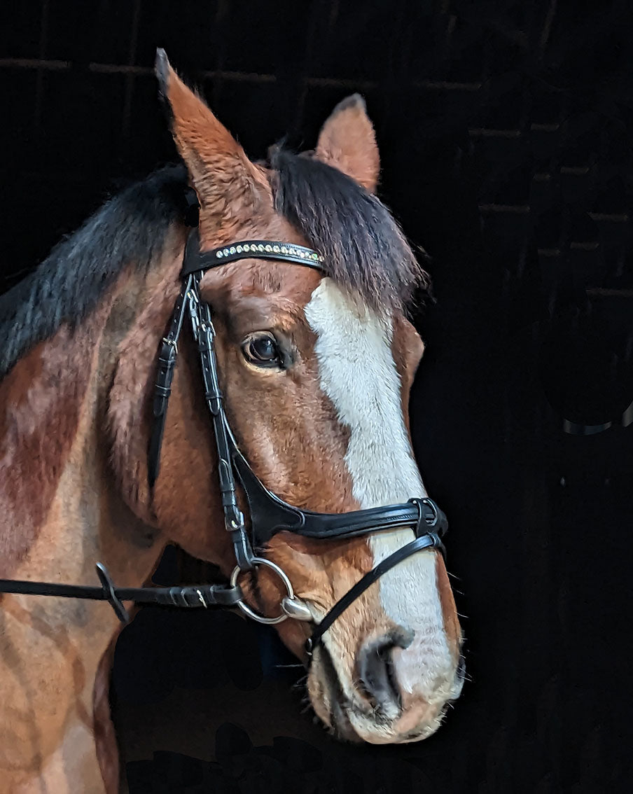 Curved Caveson Bridle – Classic Saddlery