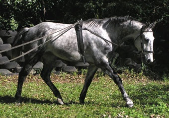 Double Lunge Reins (Long Lines) – Classic Saddlery